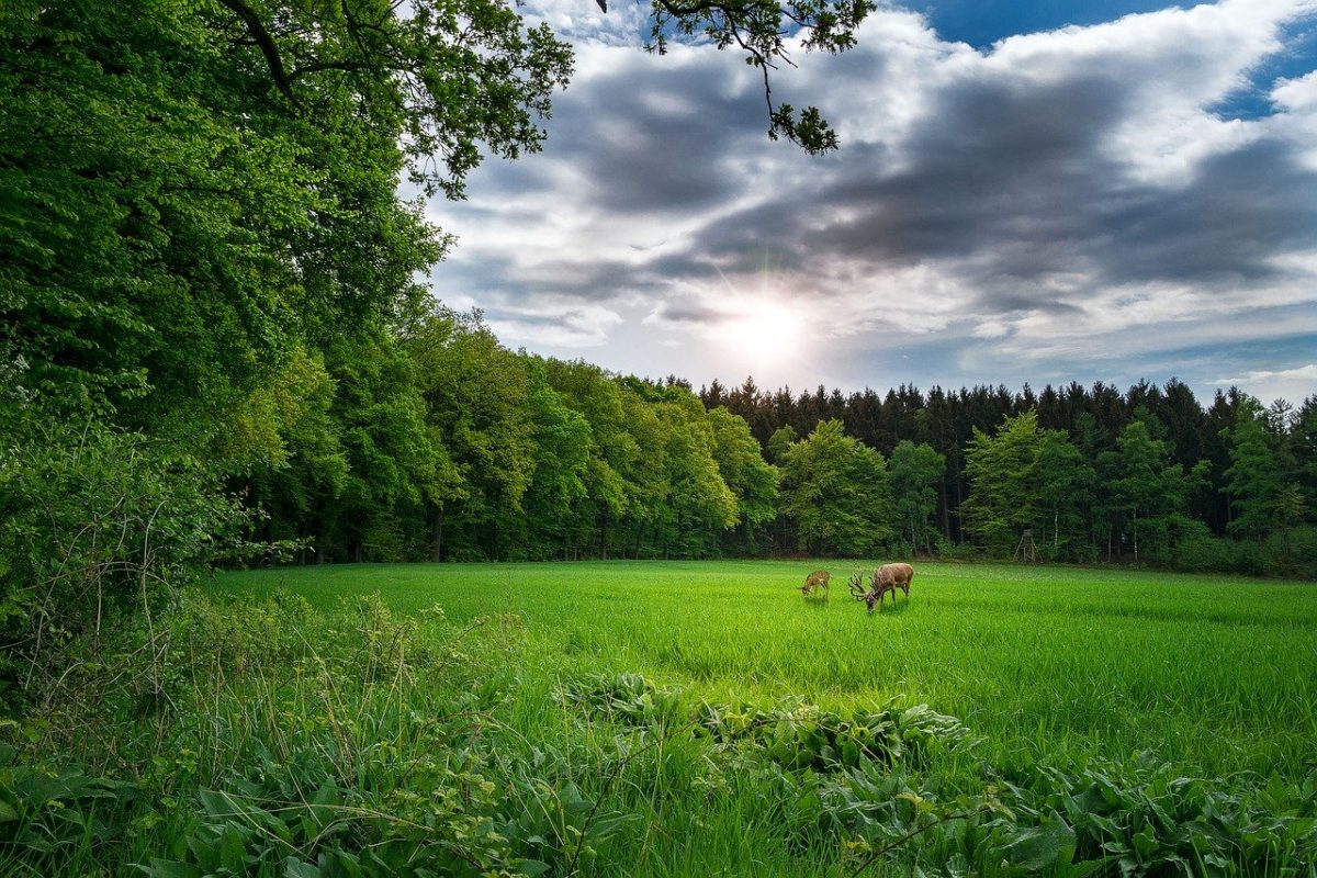 Avelsasnaturhem.se – Sida 3 – Naturen -spännande och intressant fakta ...